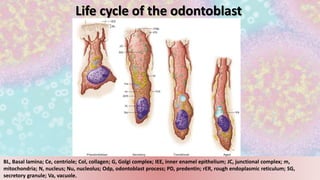 Dentinogenesis _ Lecture | PPTX