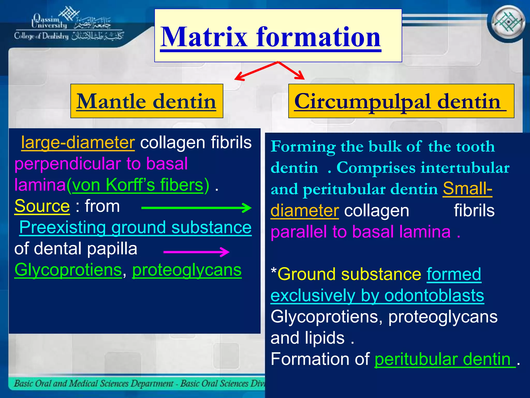 Dentinogenesis & histology of dentin | PPT