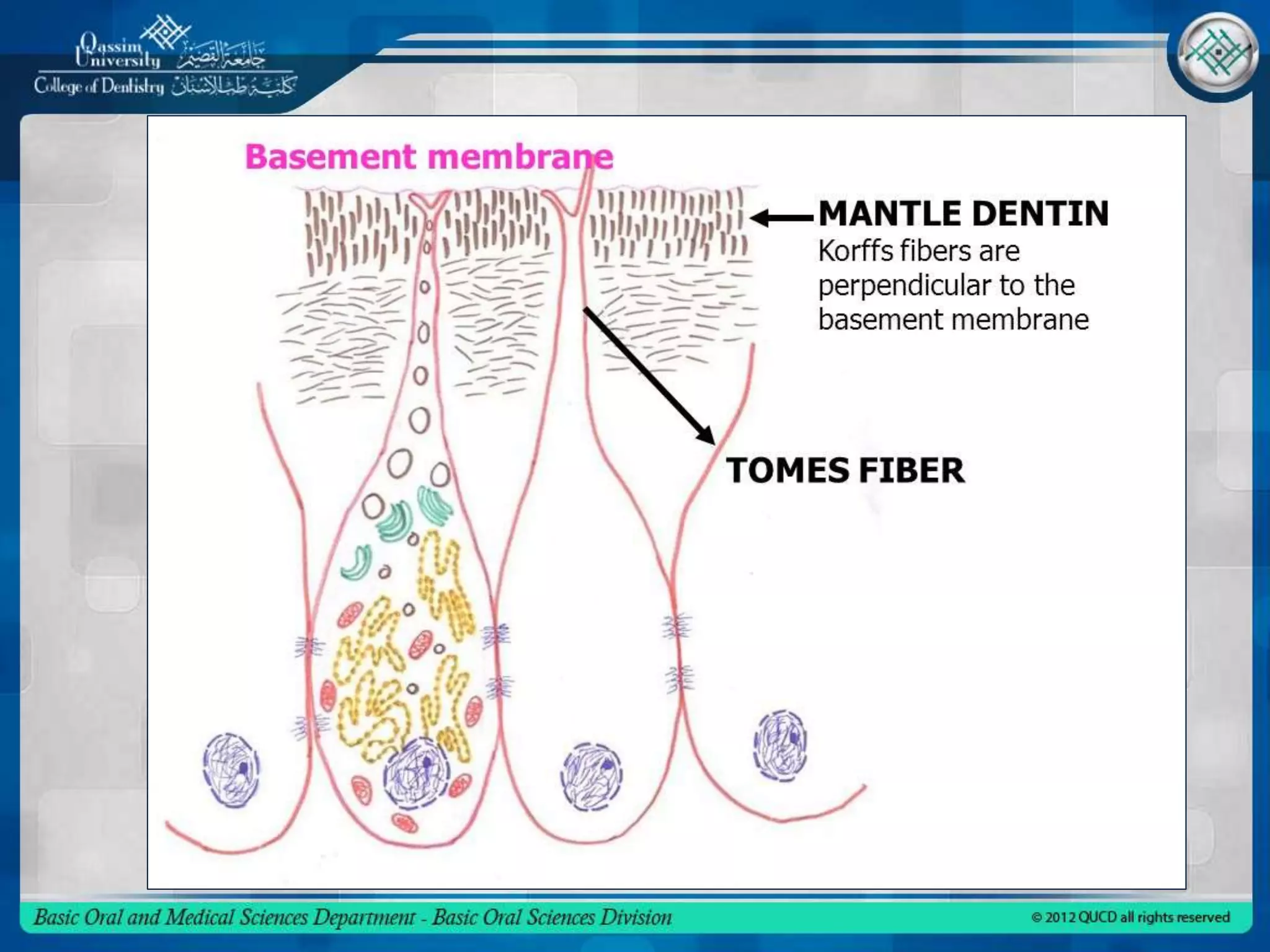 Dentinogenesis & histology of dentin | PPT