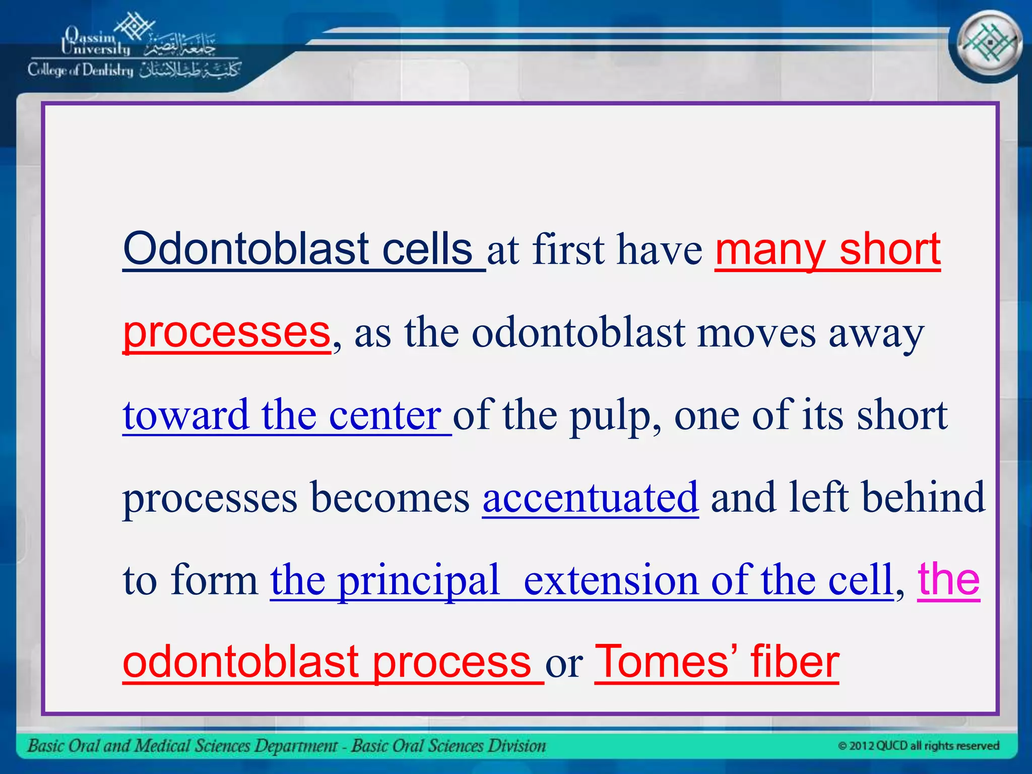 Dentinogenesis & histology of dentin | PPT