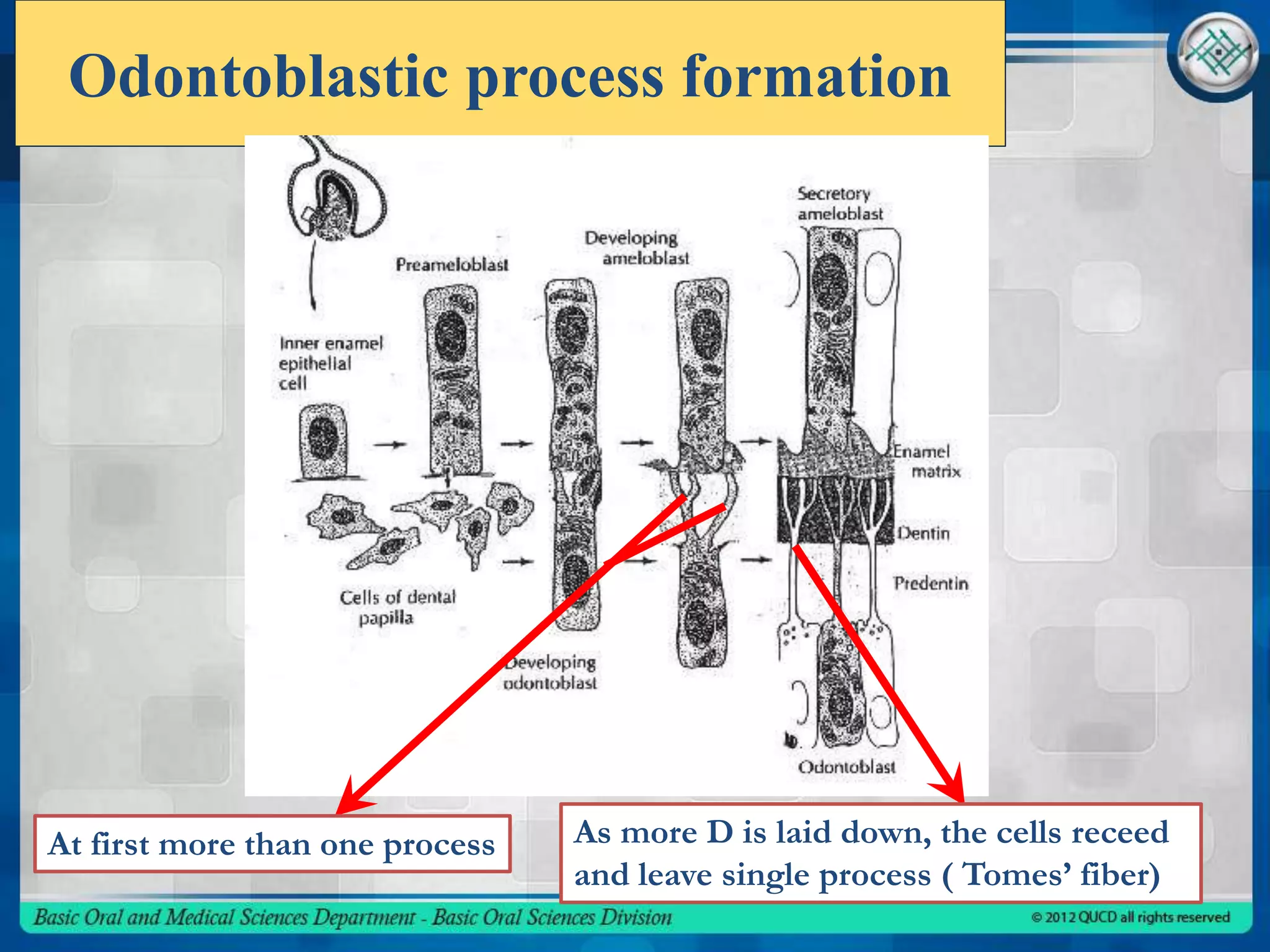 Dentinogenesis & histology of dentin | PPT