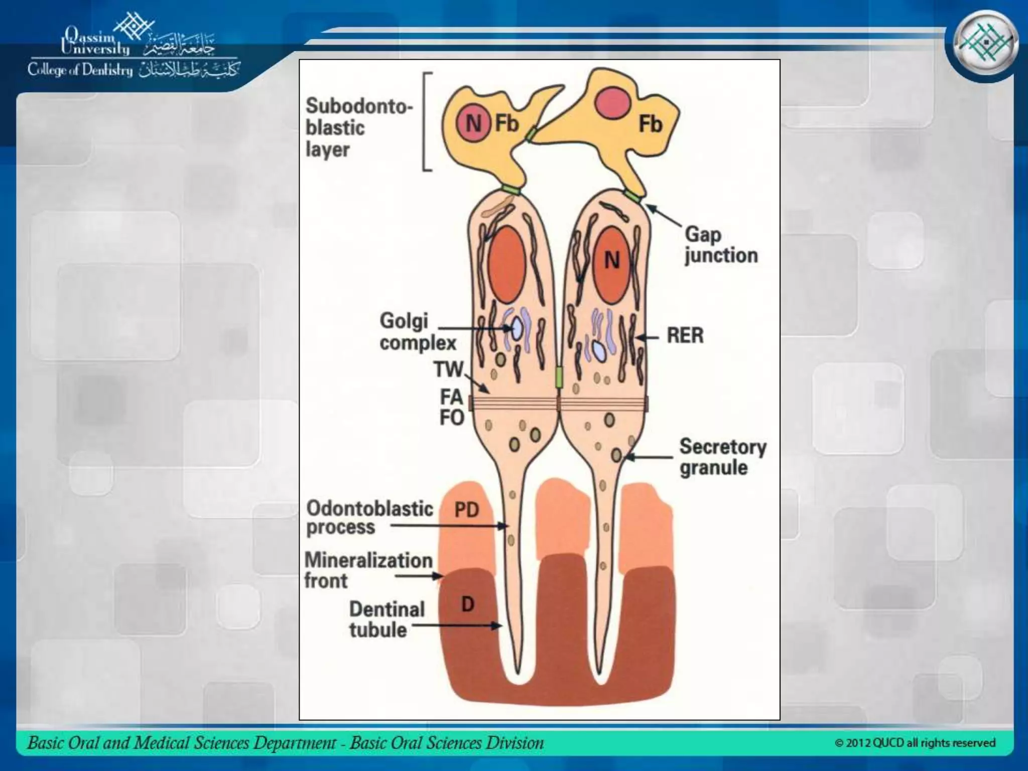 Dentinogenesis & histology of dentin | PPT