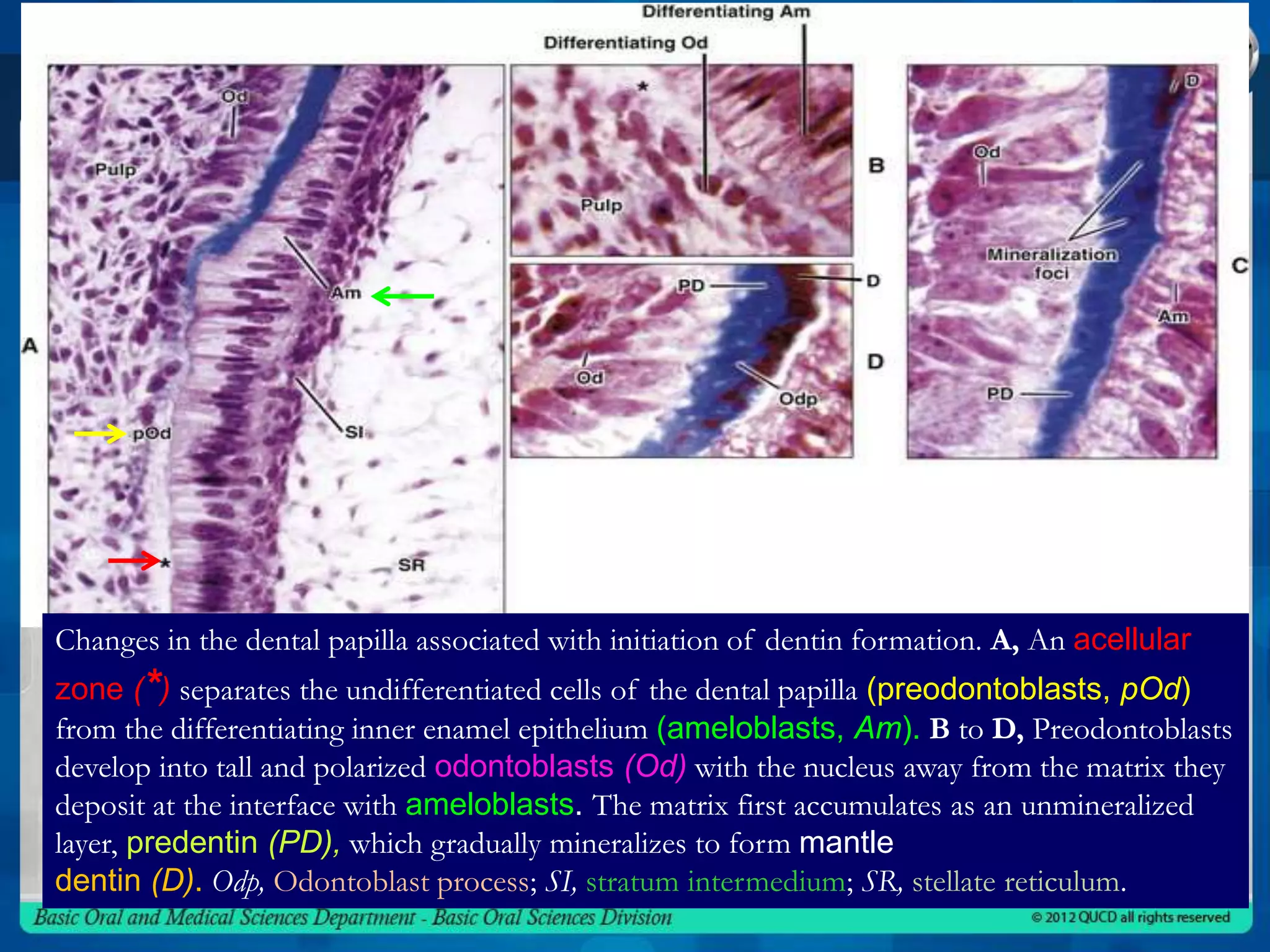Dentinogenesis & histology of dentin | PPT