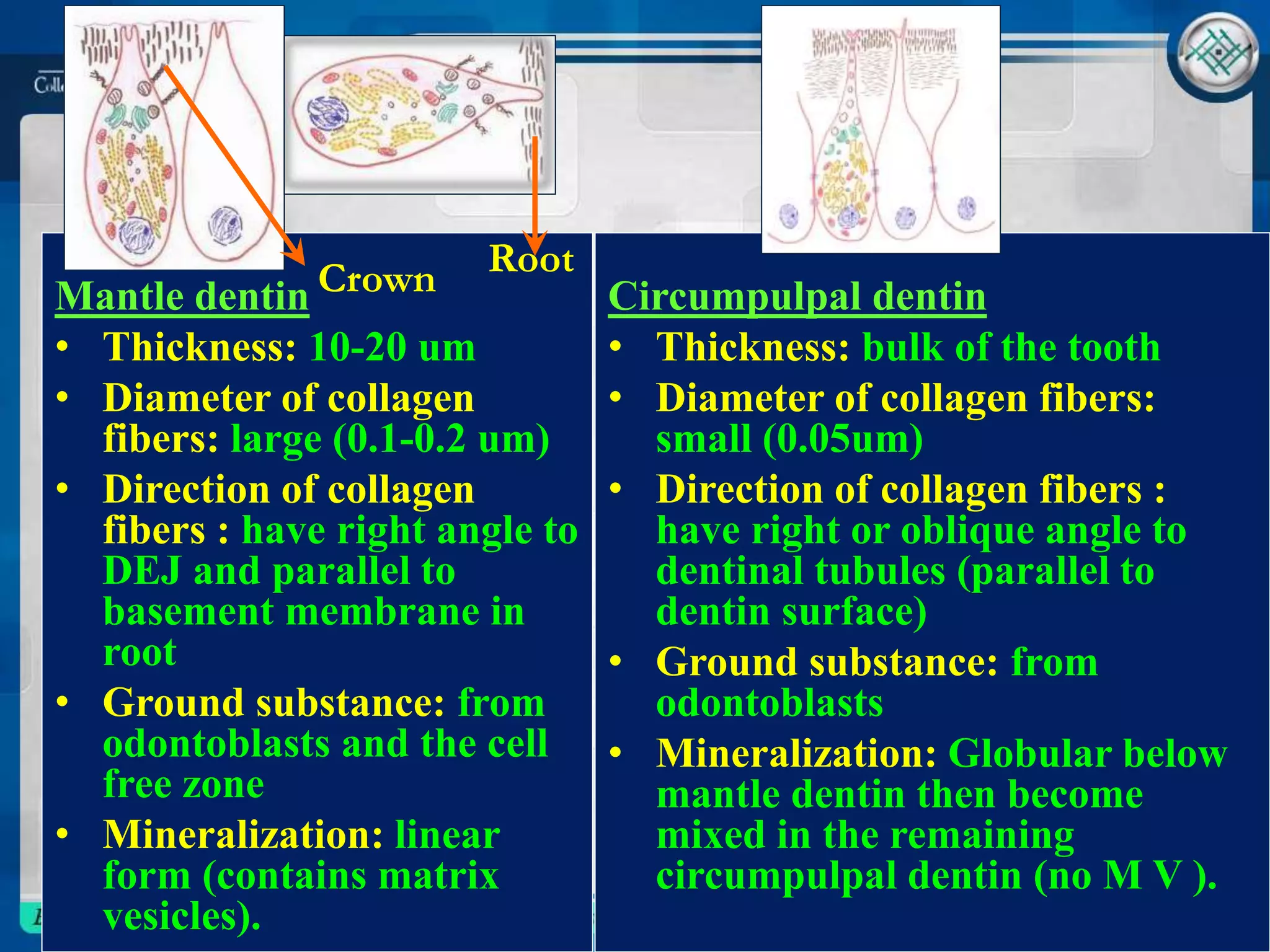 Dentinogenesis & histology of dentin | PPT