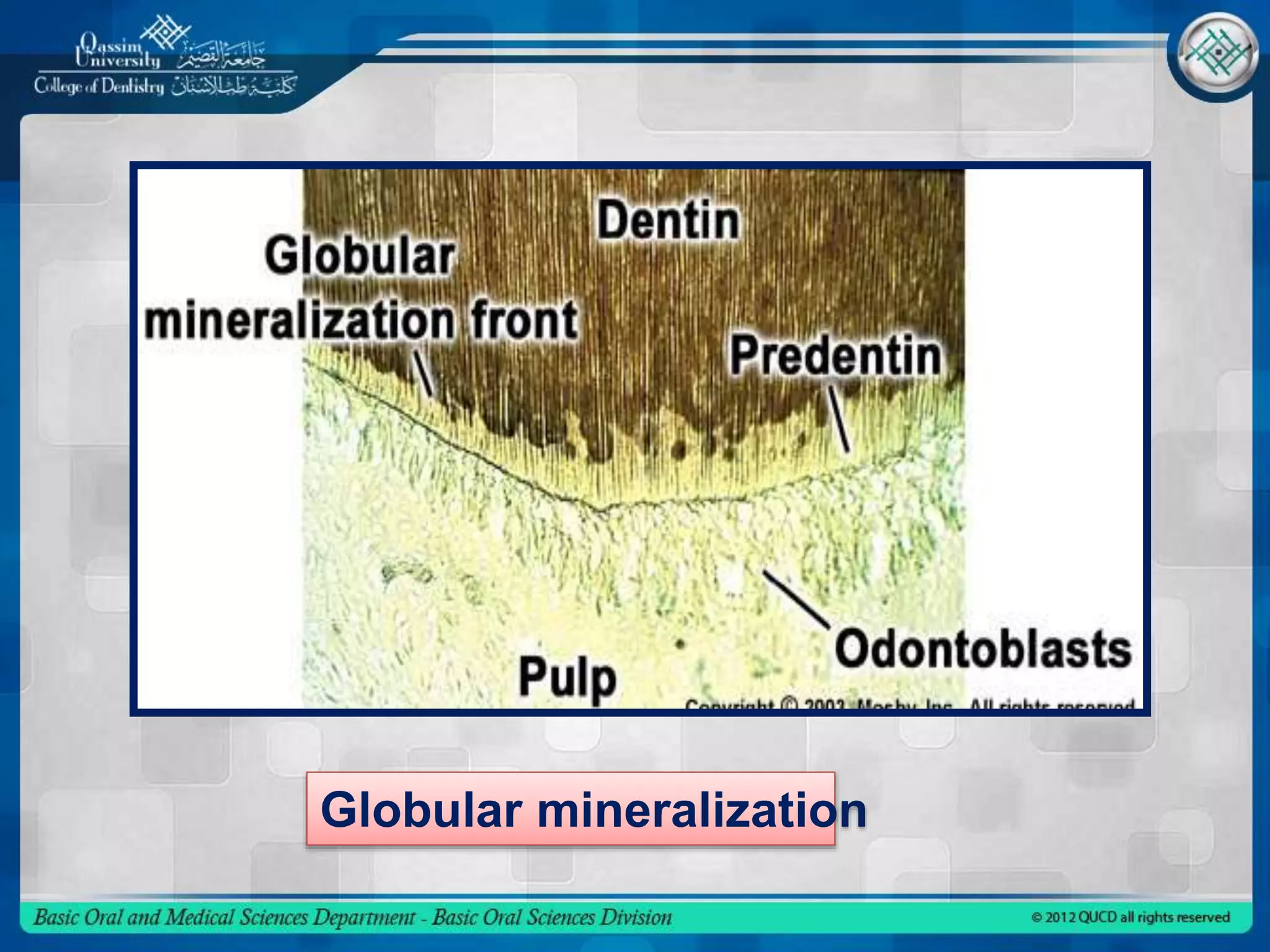 Dentinogenesis & histology of dentin | PPT