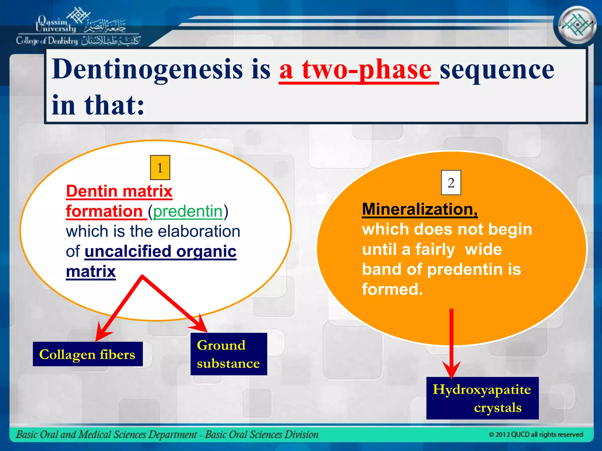 Dentinogenesis & histology of dentin | PPT