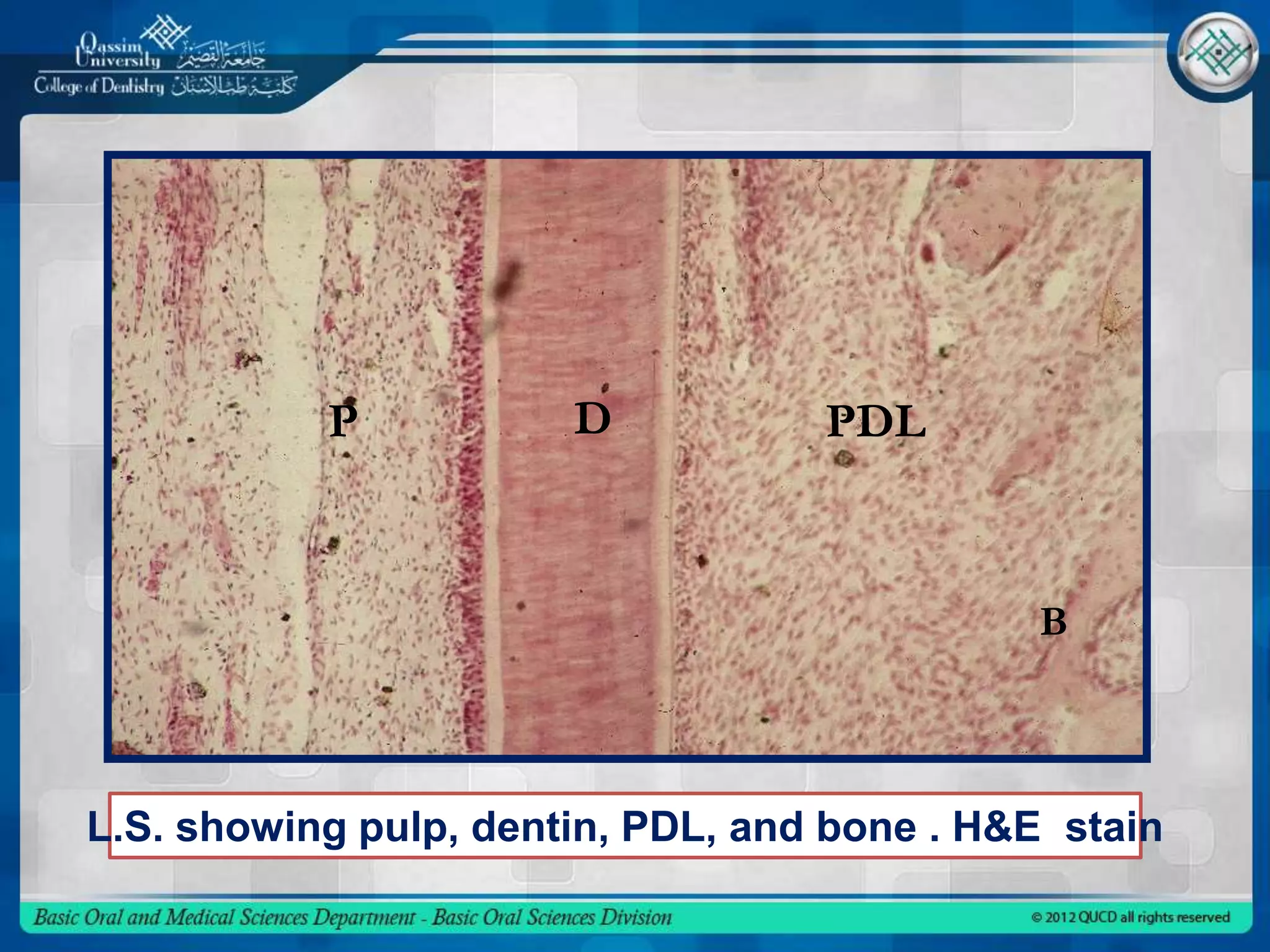 Dentinogenesis & histology of dentin | PPT