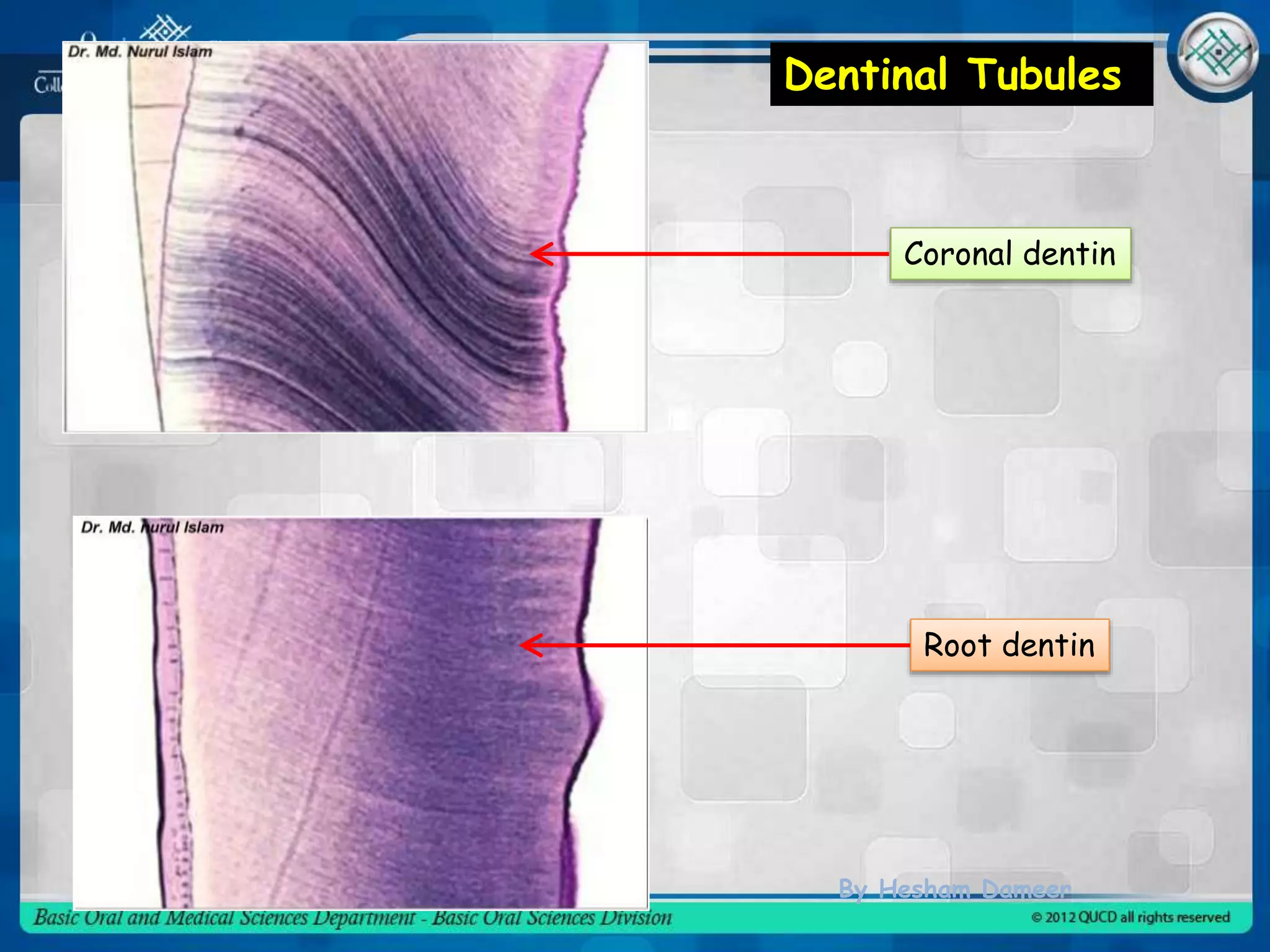Dentinogenesis & histology of dentin | PPT
