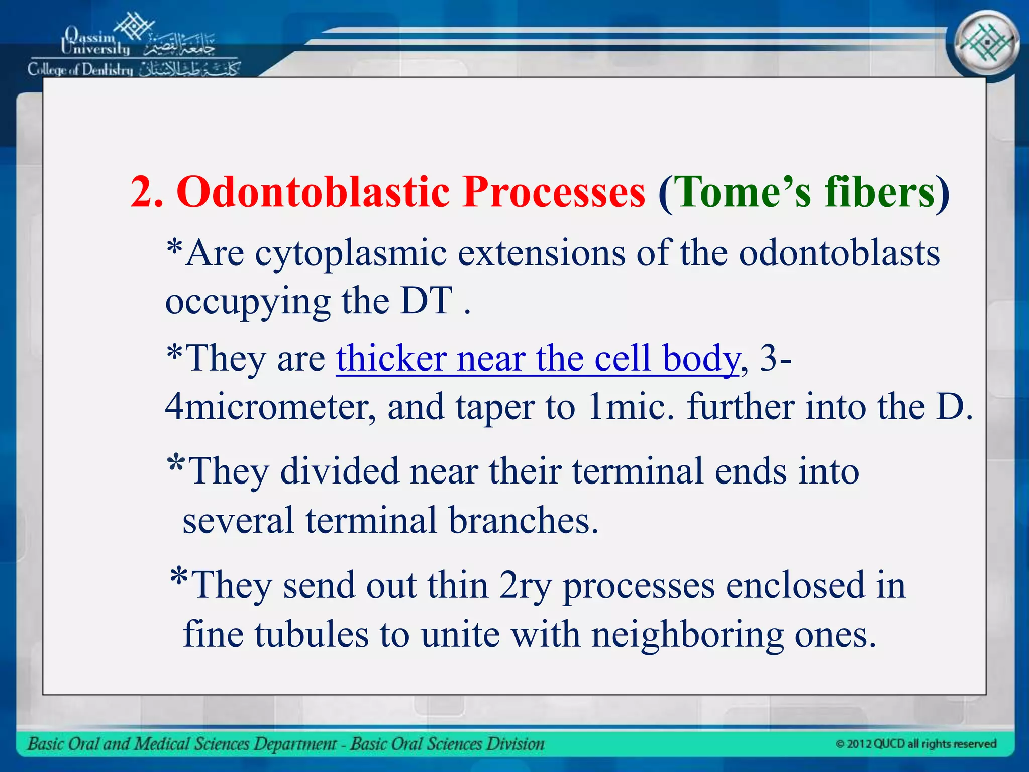 Dentinogenesis & histology of dentin | PPT