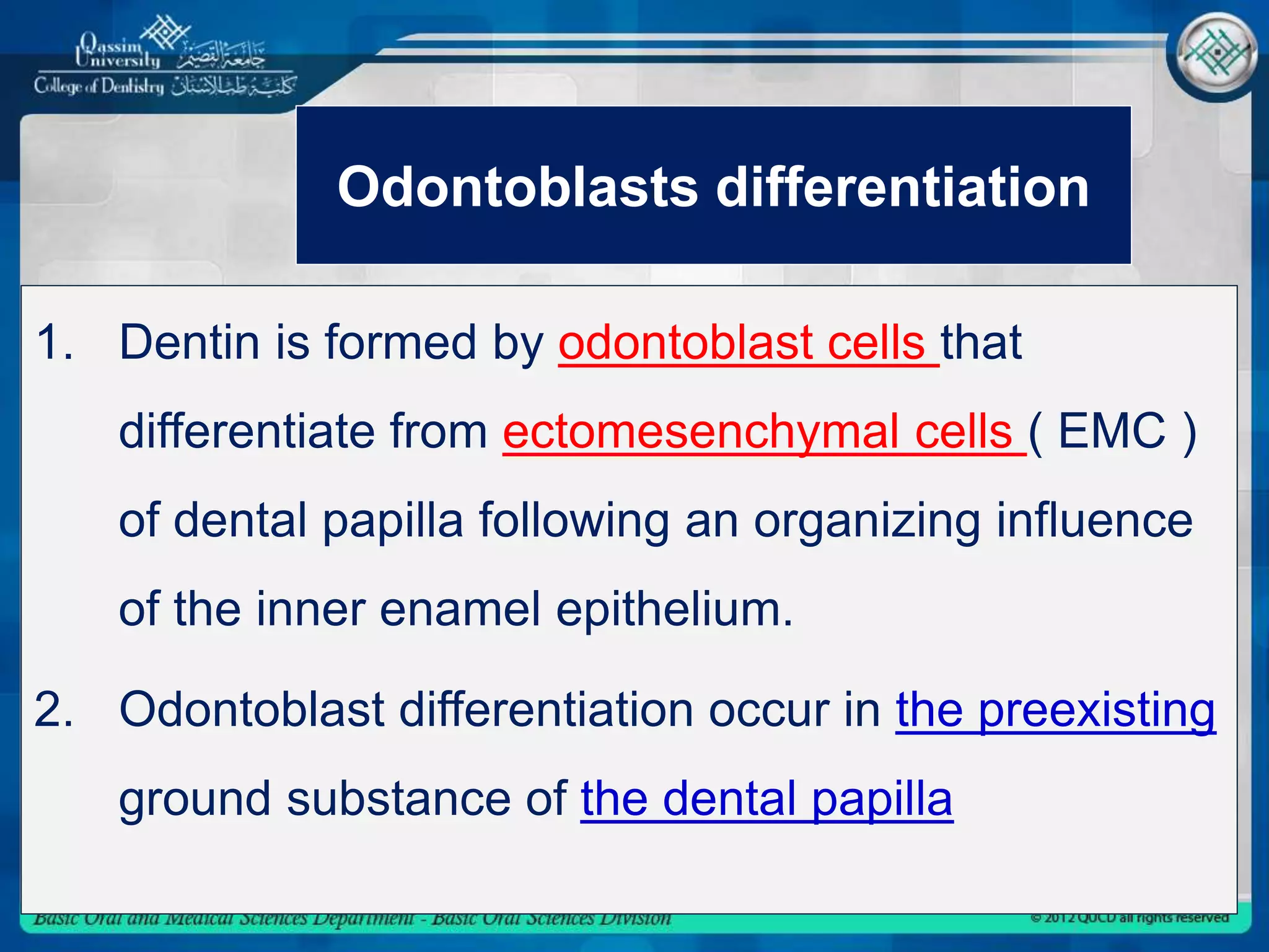 Dentinogenesis & histology of dentin | PPT