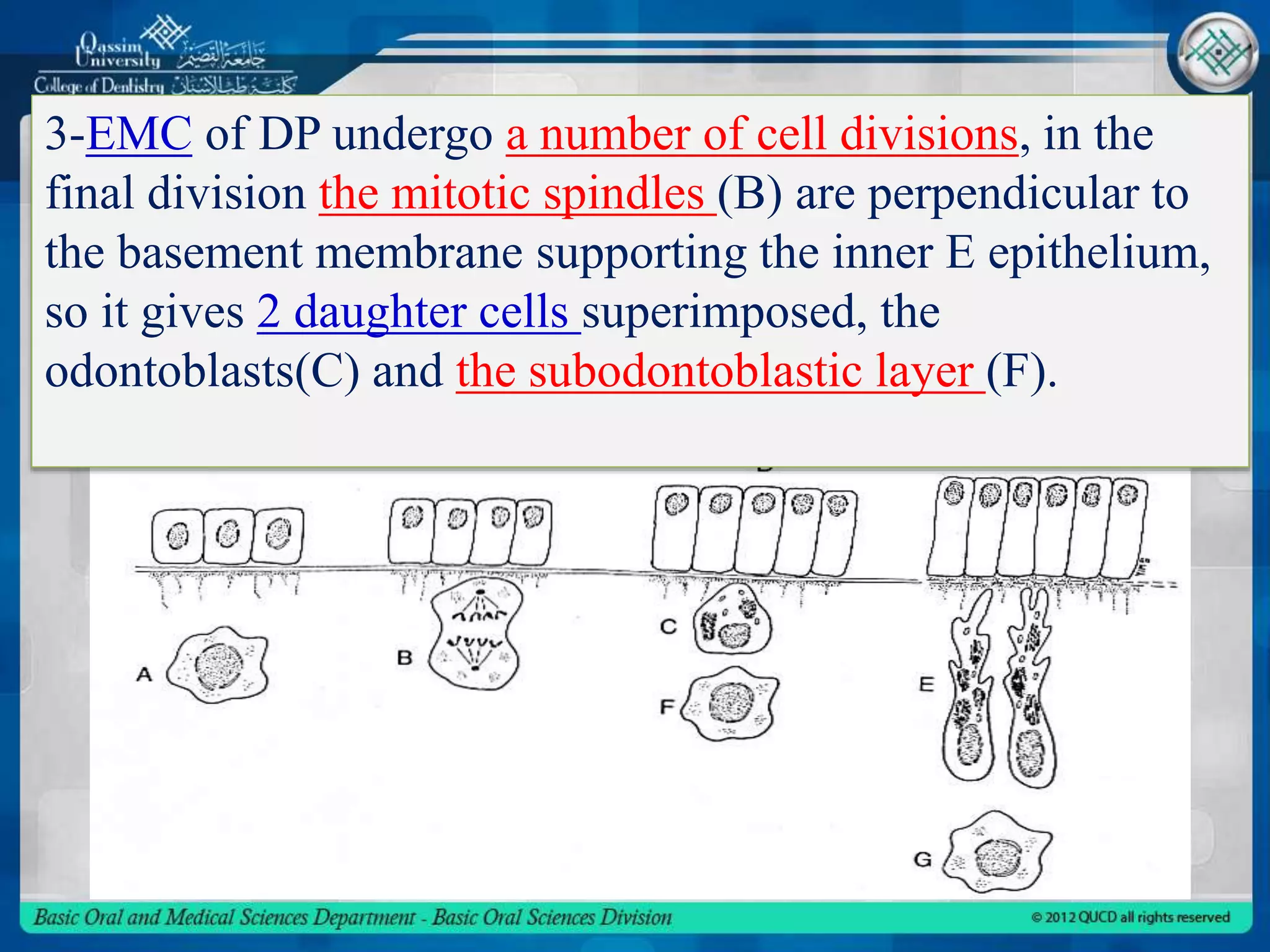 Dentinogenesis & histology of dentin | PPT