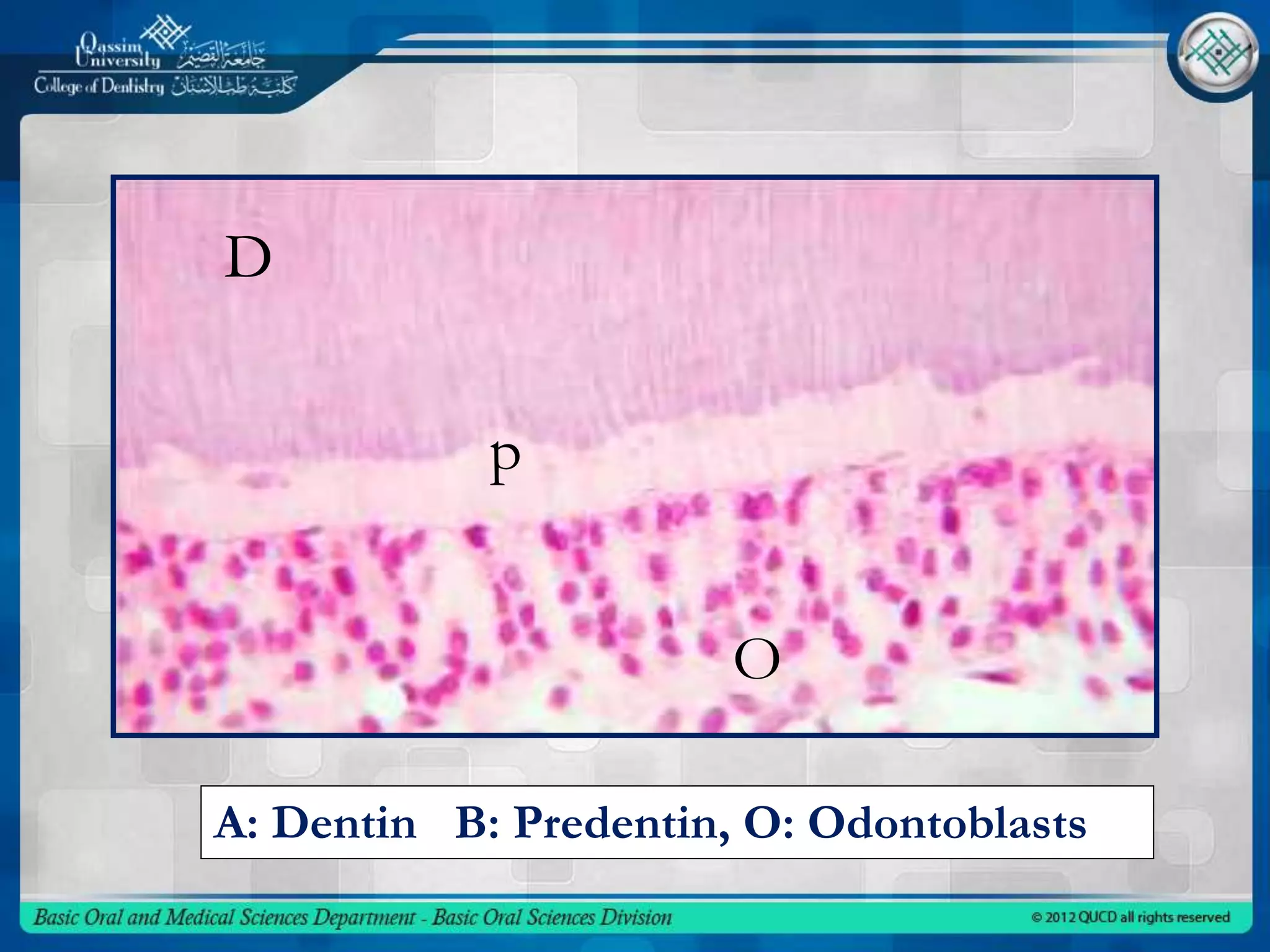 Dentinogenesis & histology of dentin | PPT
