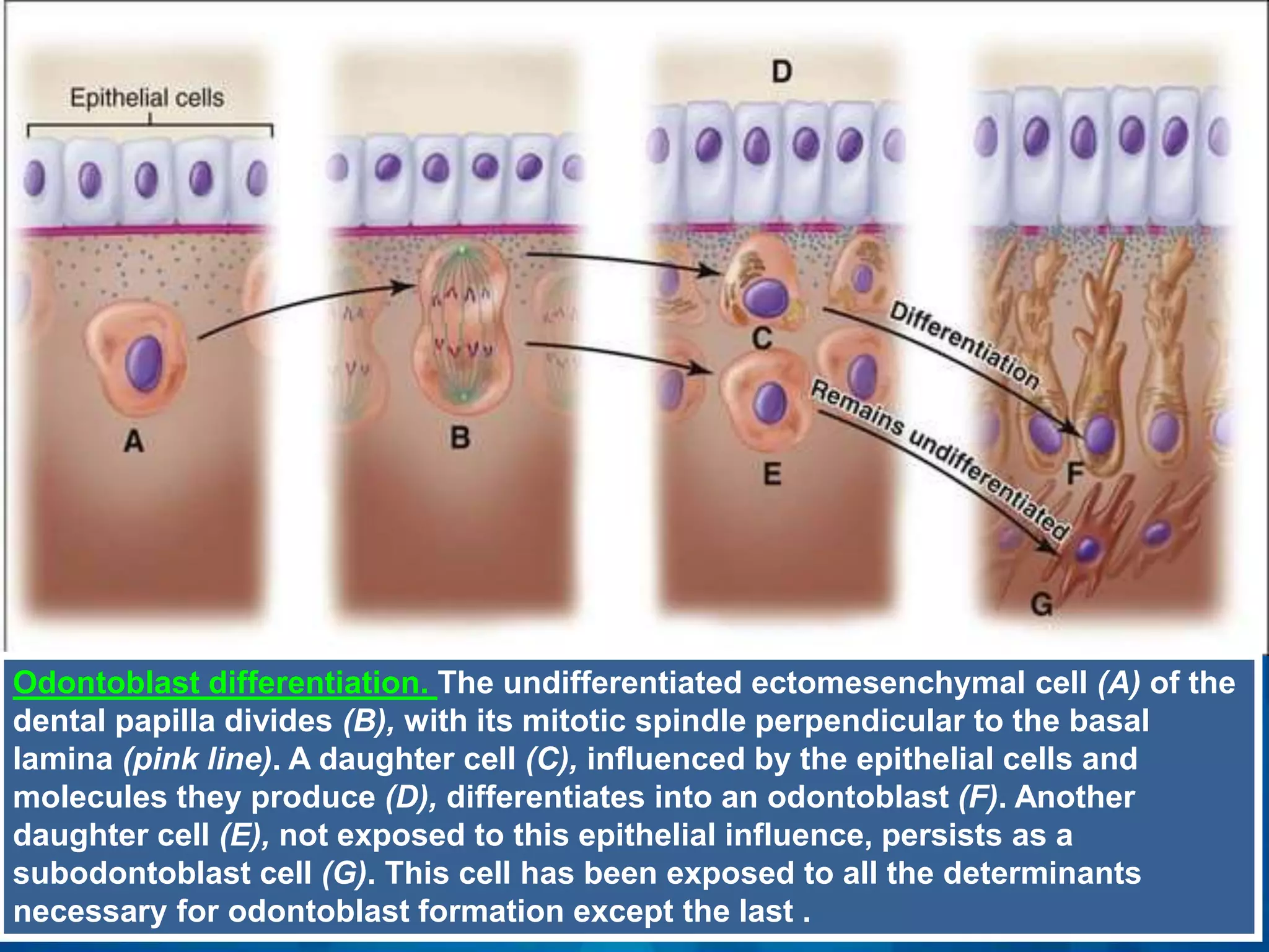 Dentinogenesis & histology of dentin | PPT