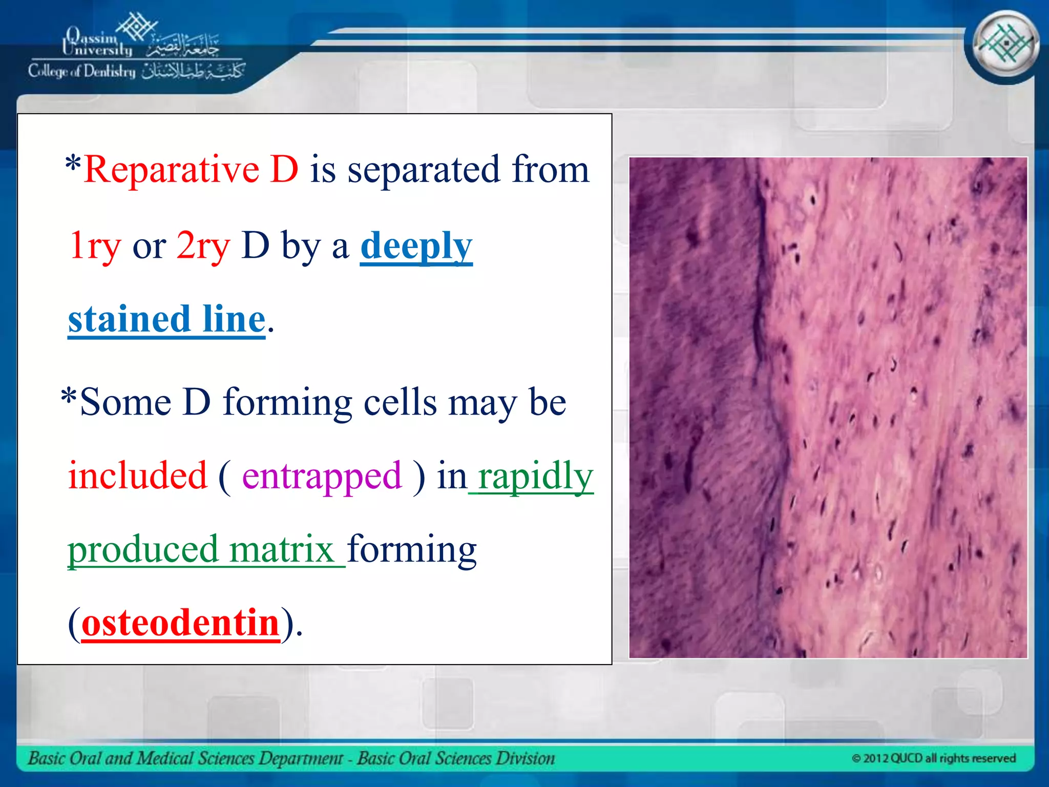 Dentinogenesis & histology of dentin | PPT