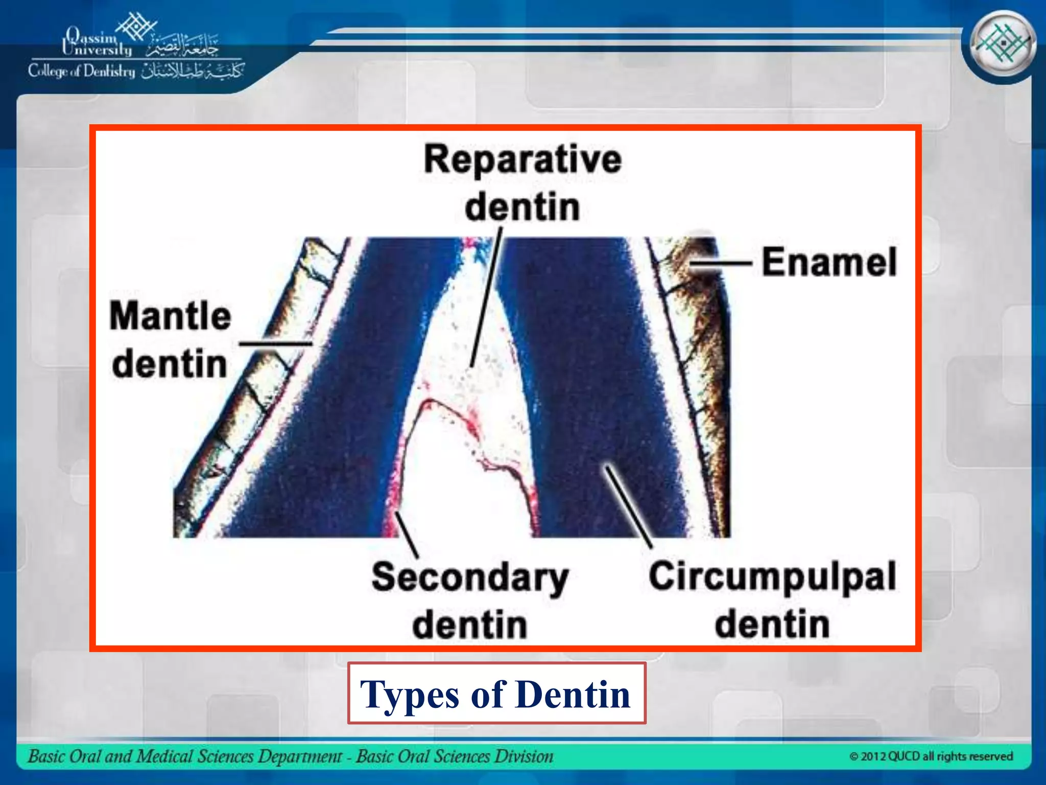Dentinogenesis & histology of dentin | PPT