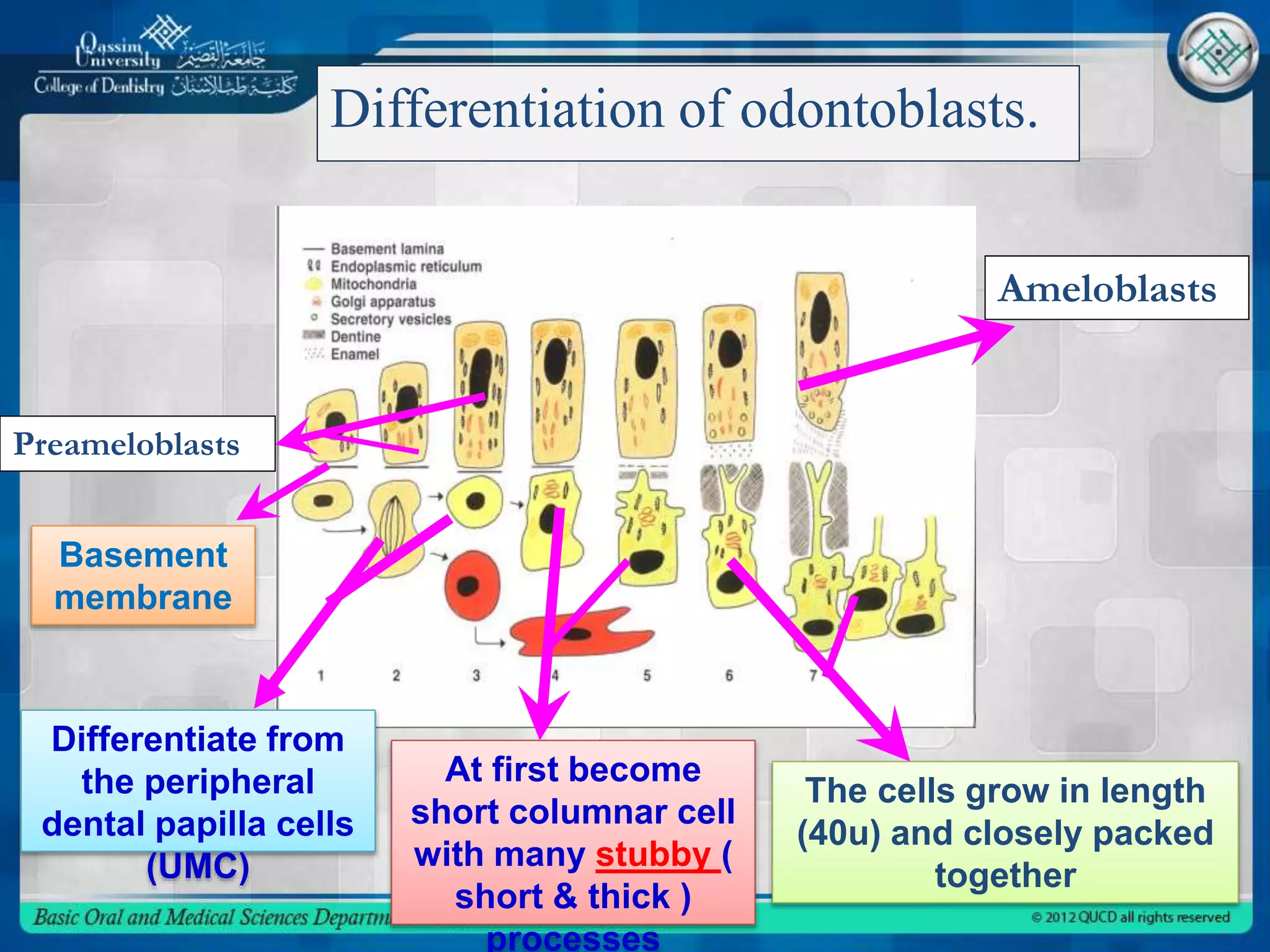 Dentinogenesis & histology of dentin | PPT