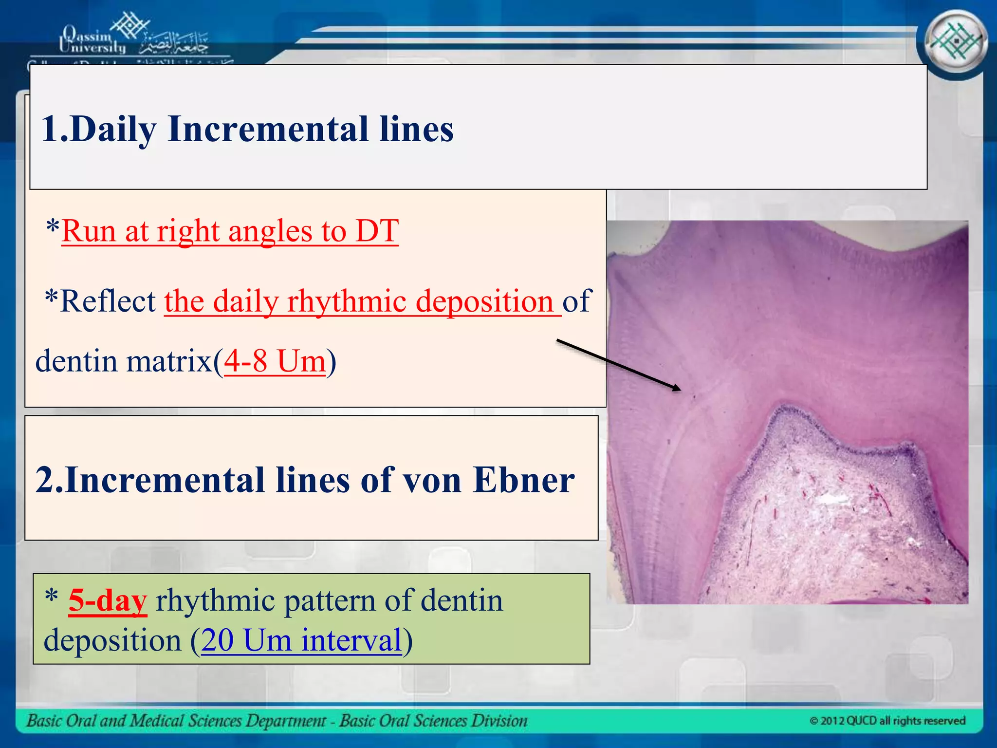 Dentinogenesis & histology of dentin | PPT