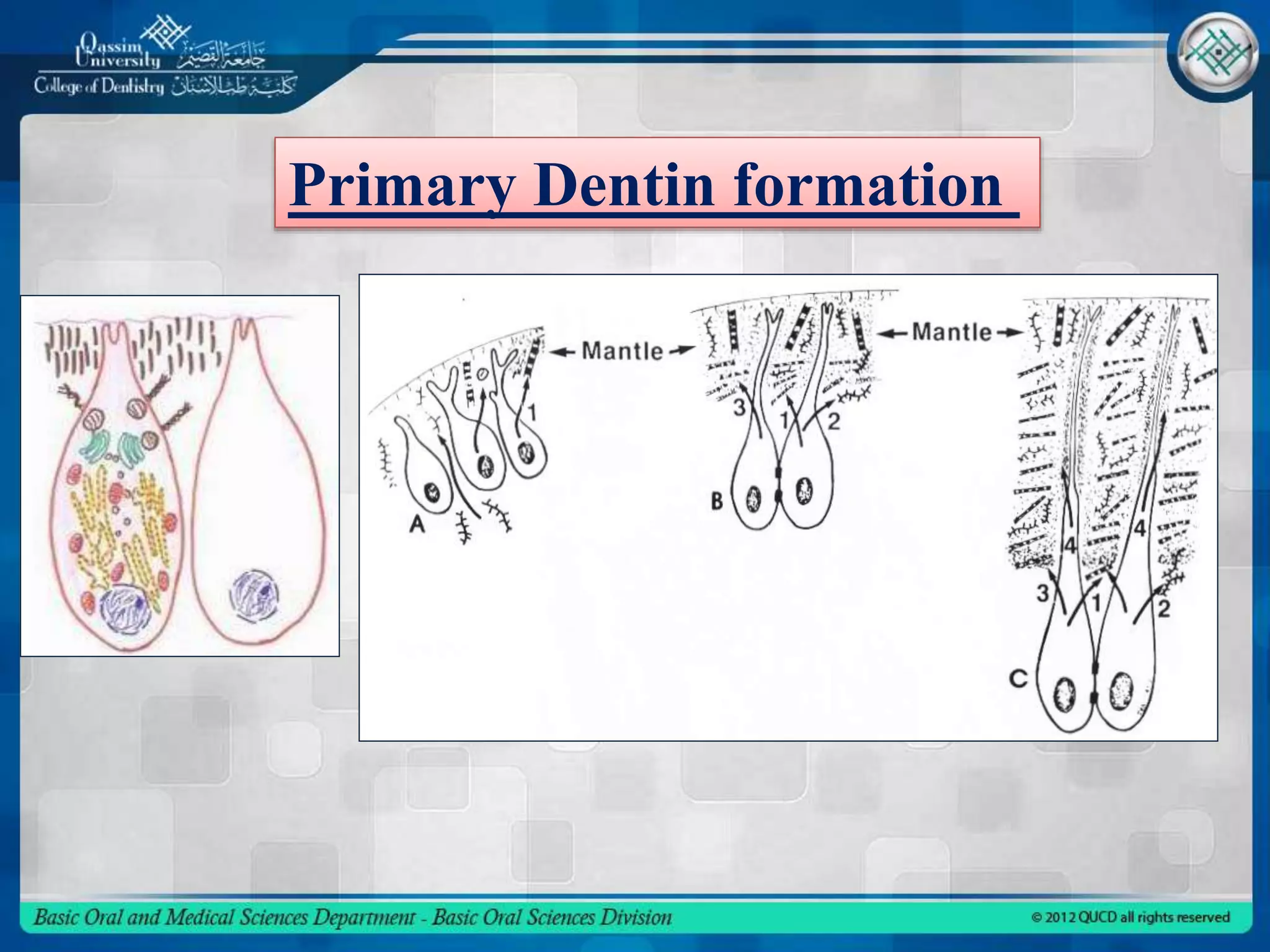 Dentinogenesis & histology of dentin | PPT