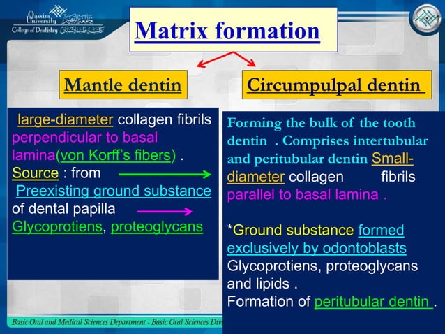 Dentinogenesis & histology of dentin | PPT
