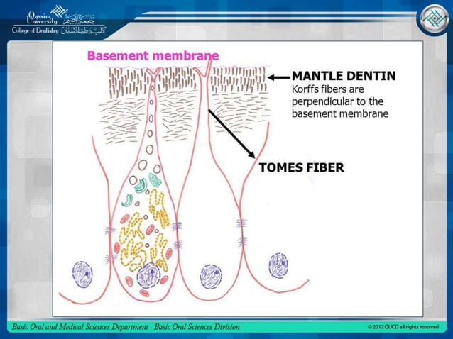 Dentinogenesis & histology of dentin | PPT