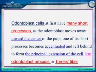 Dentinogenesis & histology of dentin | PPT