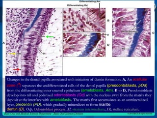 Dentinogenesis & histology of dentin | PPT