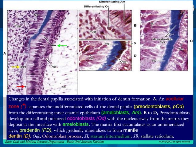 Dentinogenesis & histology of dentin | PPT