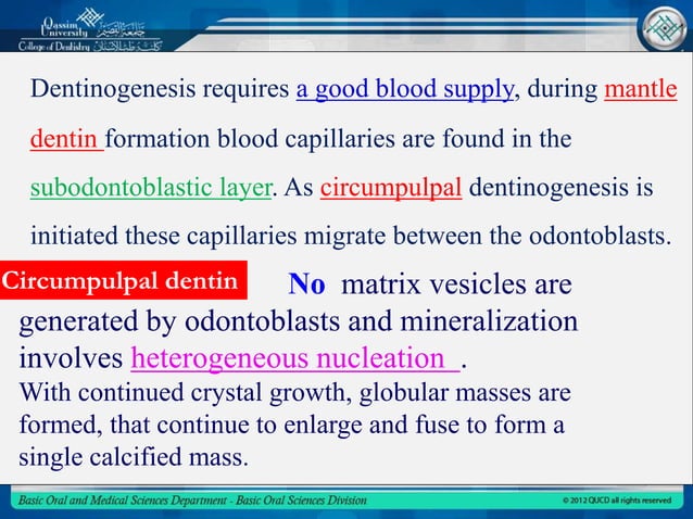 Dentinogenesis & histology of dentin | PPT
