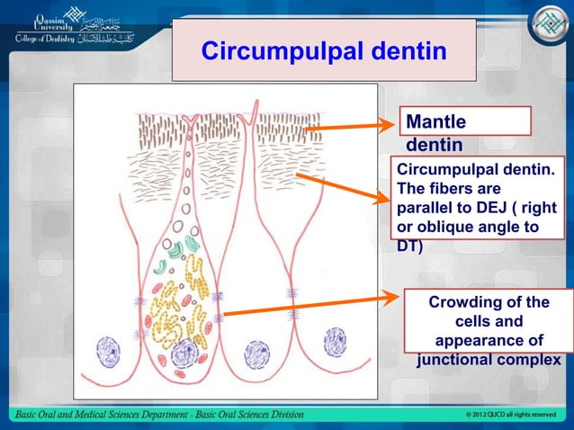 Dentinogenesis & histology of dentin | PPT