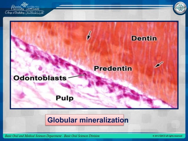 Dentinogenesis & histology of dentin | PPT