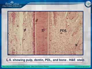 Dentinogenesis & histology of dentin | PPT