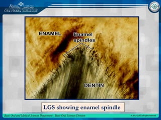 Dentinogenesis & histology of dentin | PPT
