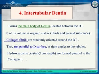 Dentinogenesis & histology of dentin | PPT
