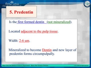 Dentinogenesis & histology of dentin | PPT