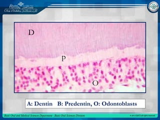Dentinogenesis & histology of dentin | PPT
