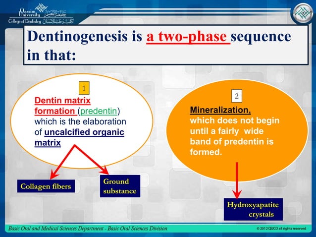 Dentinogenesis & histology of dentin | PPT