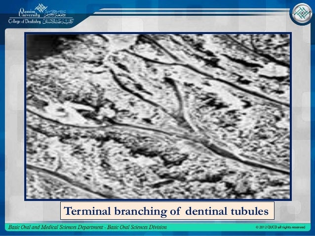 Dentinogenesis & histology of dentin