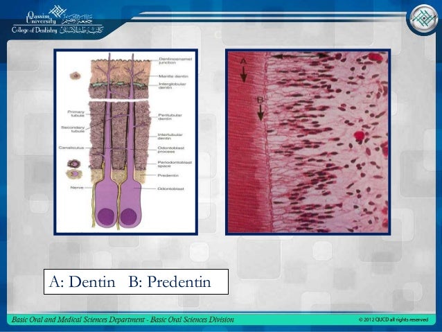 Dentinogenesis & histology of dentin