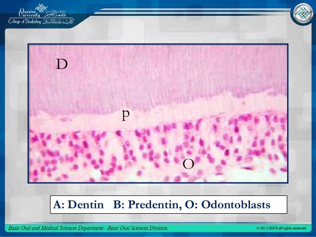 Dentinogenesis & histology of dentin