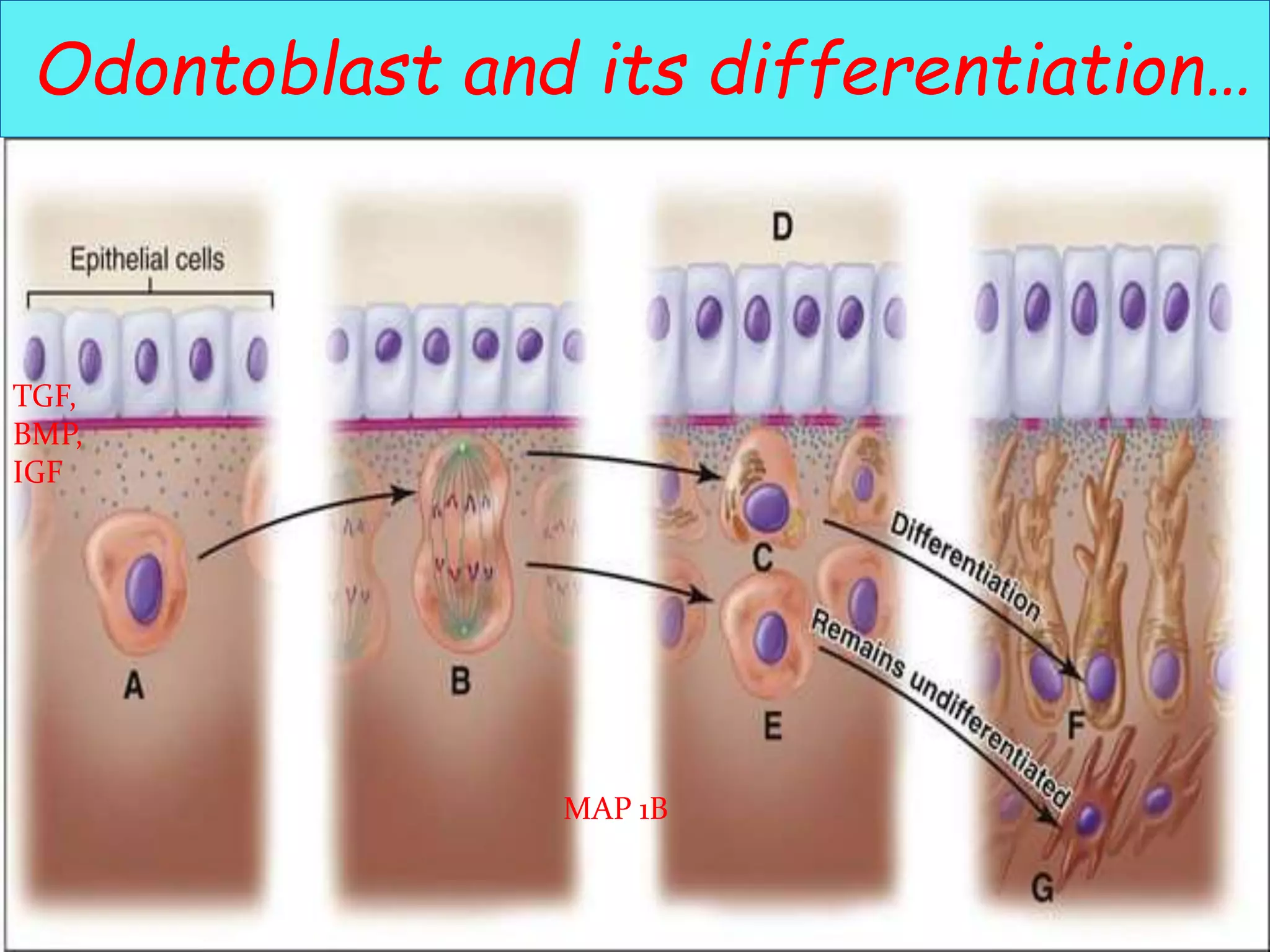 DENTINOGENESIS & DENTIN HYPERSENSITIVITY | PPTX