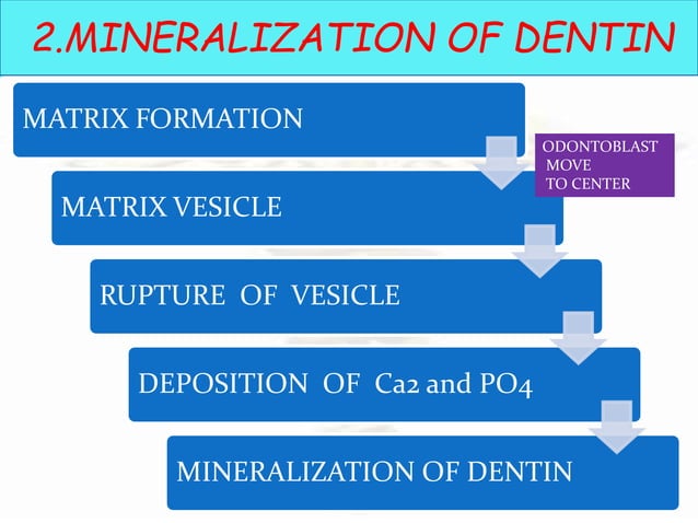 DENTINOGENESIS & DENTIN HYPERSENSITIVITY | PPTX | Dental Health | Diseases and Conditions
