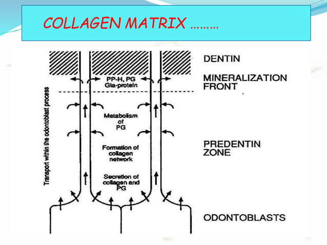 DENTINOGENESIS & DENTIN HYPERSENSITIVITY | PPTX | Dental Health | Diseases and Conditions