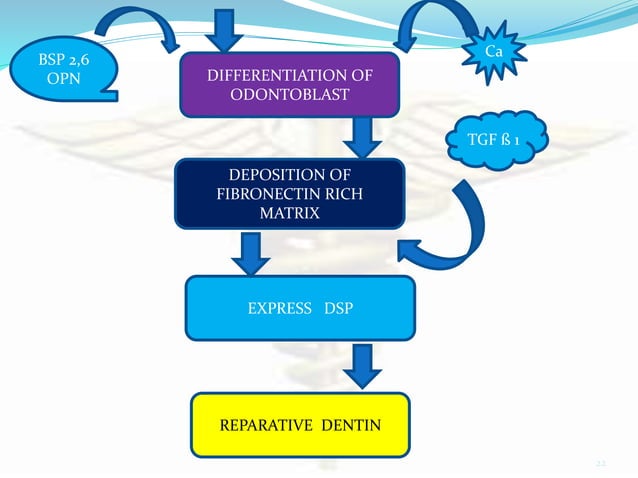 DENTINOGENESIS & DENTIN HYPERSENSITIVITY | PPTX | Dental Health | Diseases and Conditions