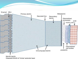 DENTINOGENESIS & DENTIN HYPERSENSITIVITY | PPTX | Dental Health | Diseases and Conditions