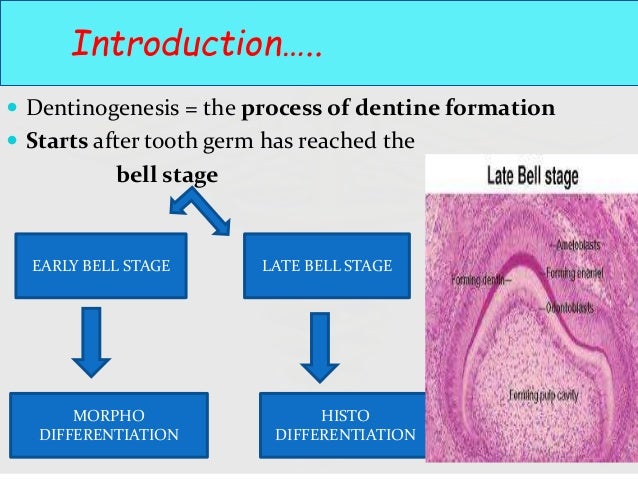 DENTINOGENESIS & DENTIN HYPERSENSITIVITY