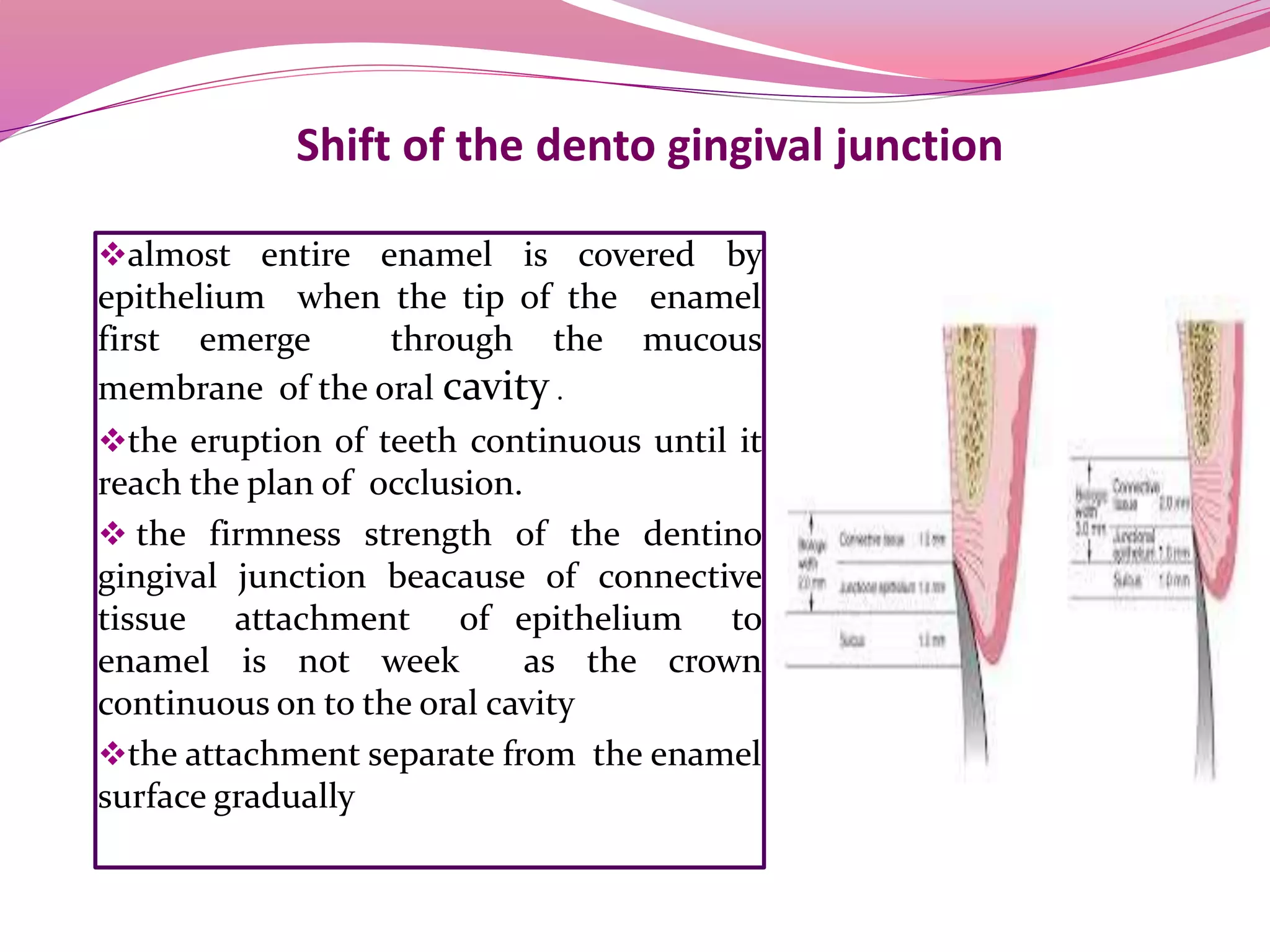 Dentinogingival junction | PPTX