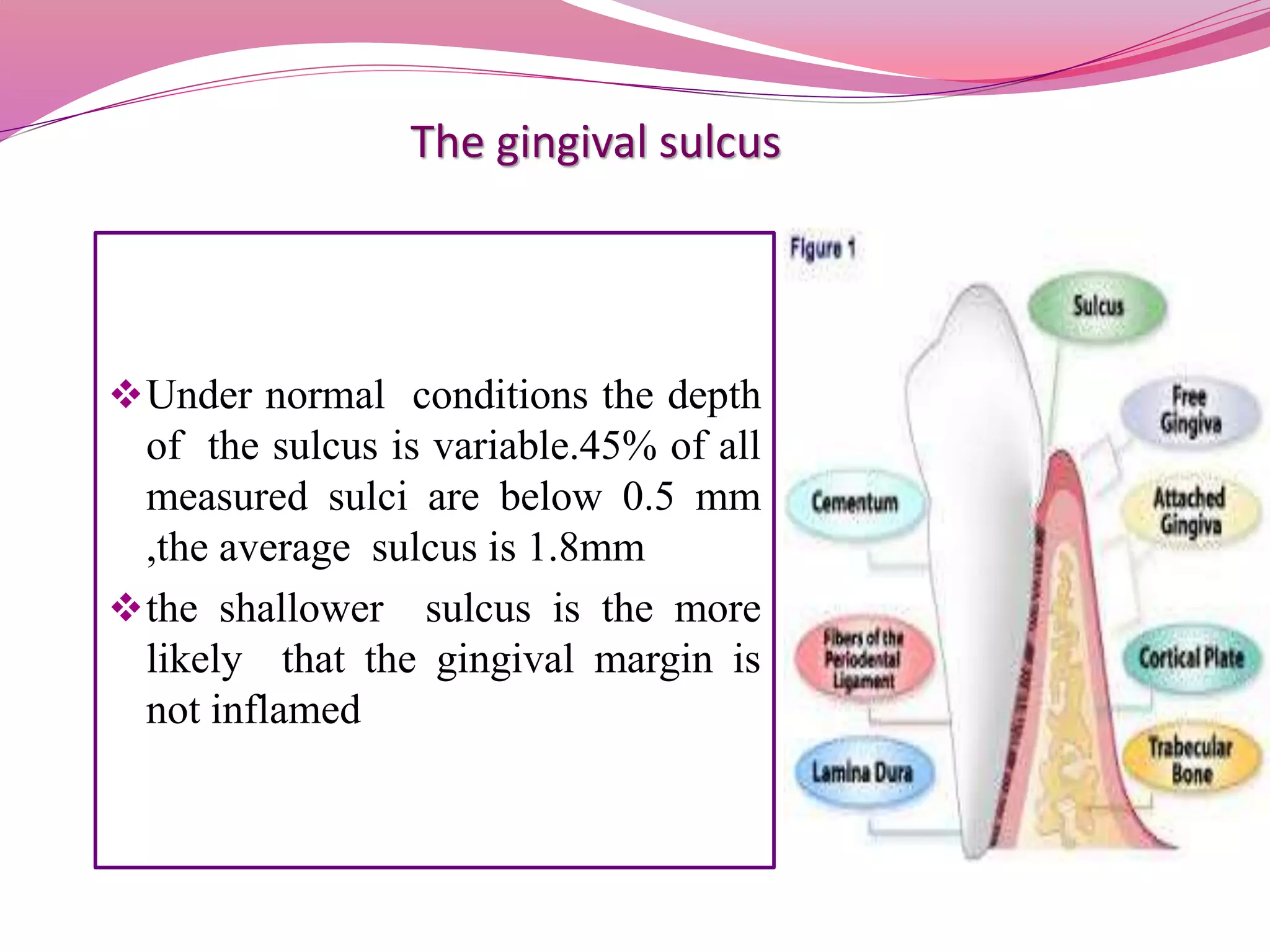 Dentinogingival junction | PPTX