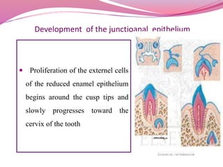 Dentinogingival junction | PPTX