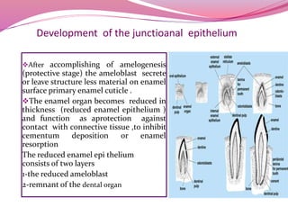 Dentinogingival junction | PPTX