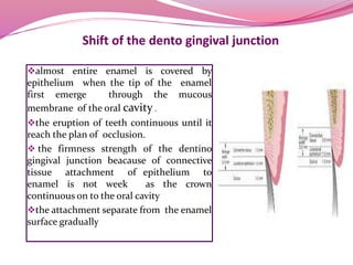 Dentinogingival junction | PPTX